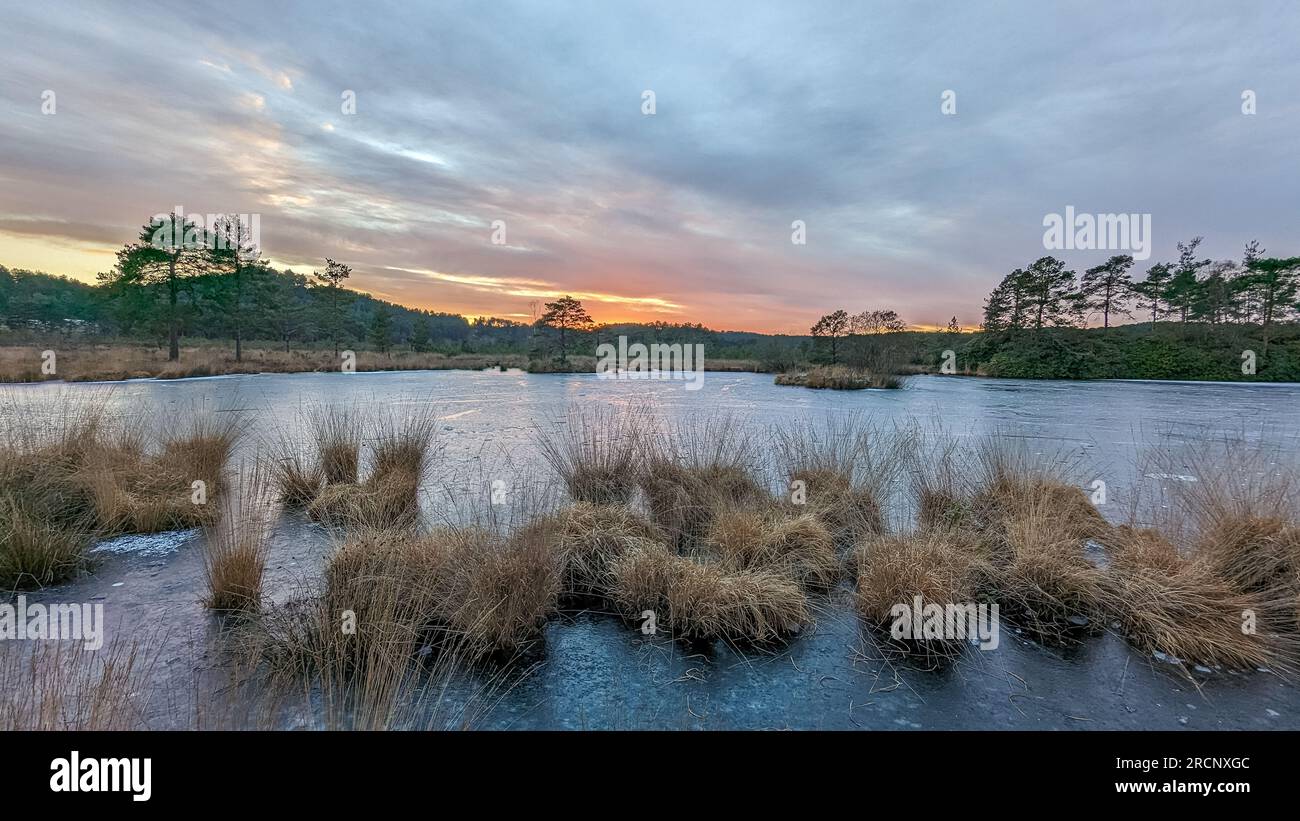 Frensham Common ANOB Nature Reserve Low Land Heath National Trust Stock ...