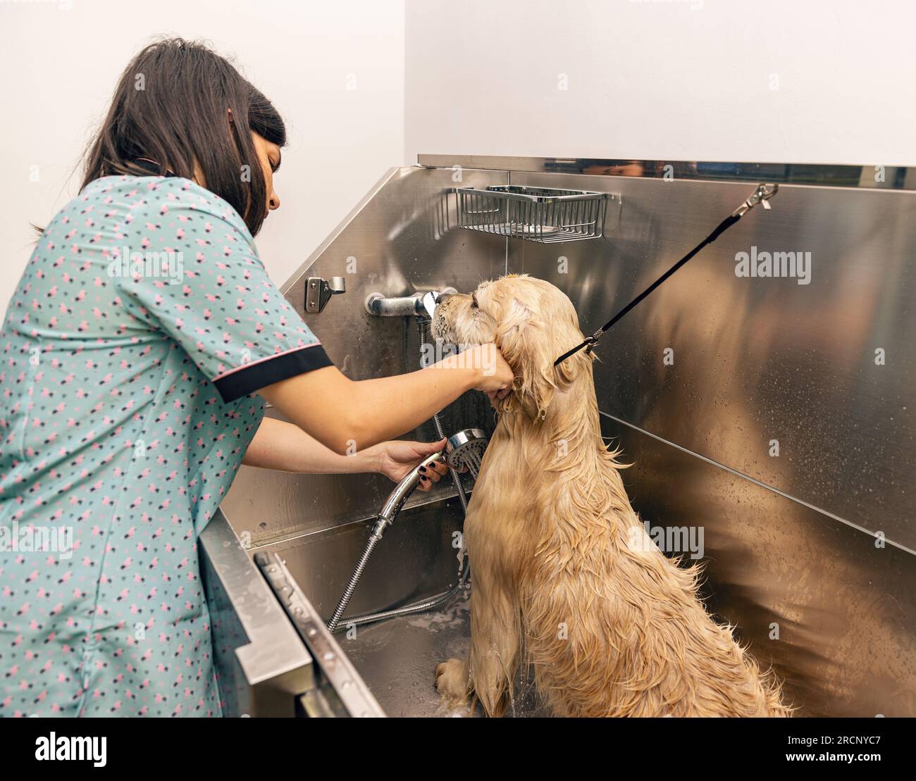 Golden Retriever dog take a bath in grooming salon Stock Photo - Alamy