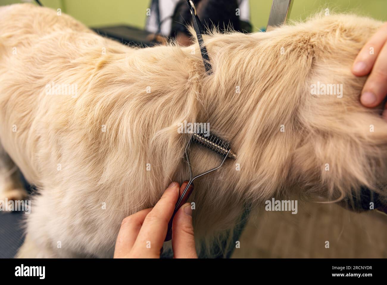 Groomers holding tools at the hands. Groomer concept Stock Photo - Alamy