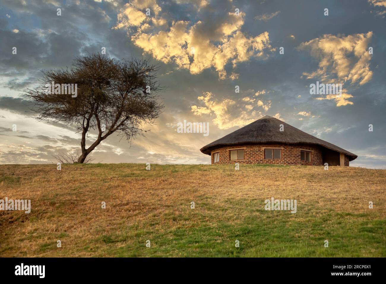 rondavel african house with thatched roof and a solitaire tree Stock ...