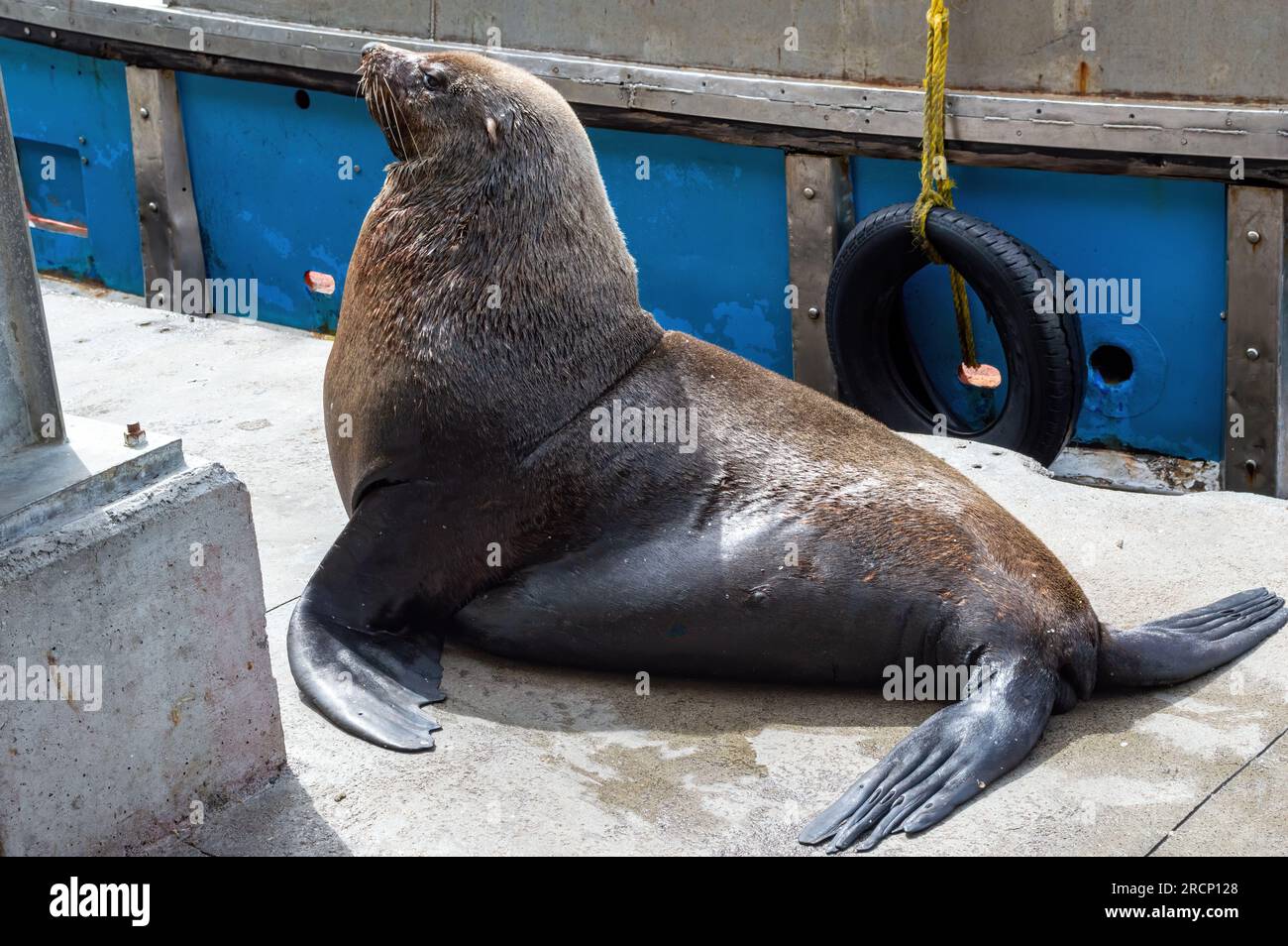a large seal in the harbor on the shore of Cape Town Stock Photo - Alamy