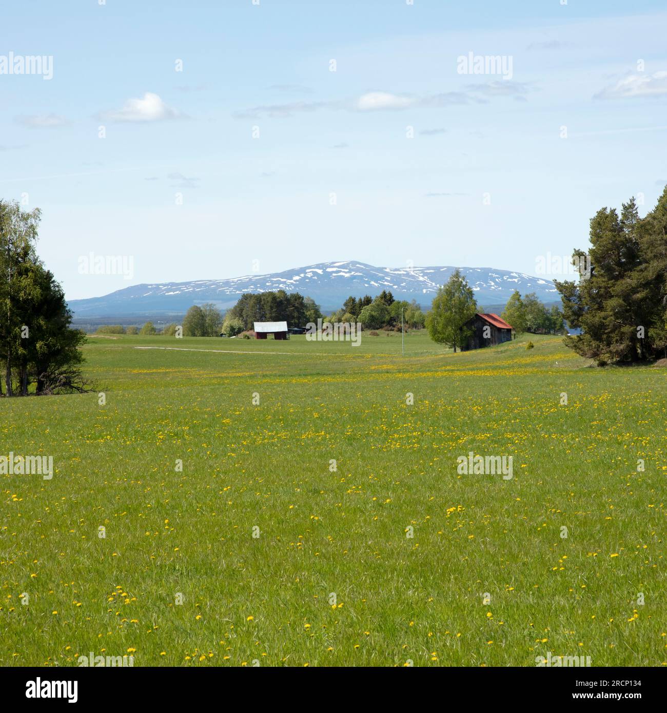 Summer landscape in the countryside. Flowerful meadows, groves of trees ...