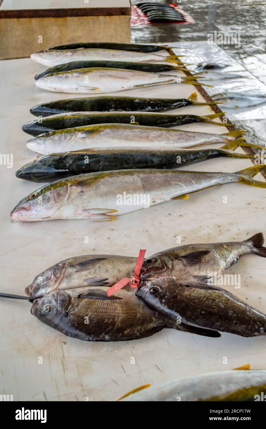 Cape Town fish market where the fisherman display on the shore their ...