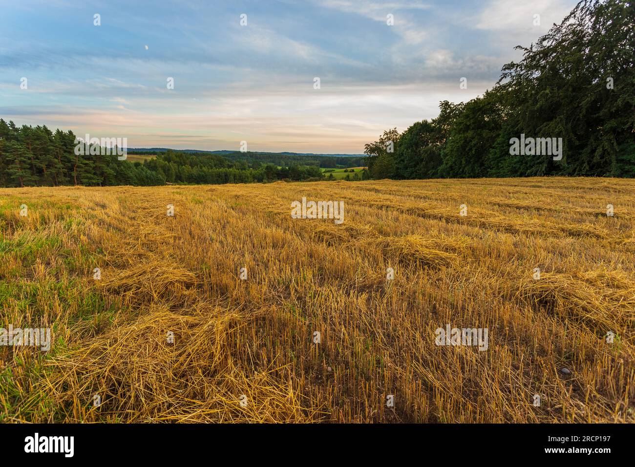 View of the mowed field. Forest in the background. Summer season ...
