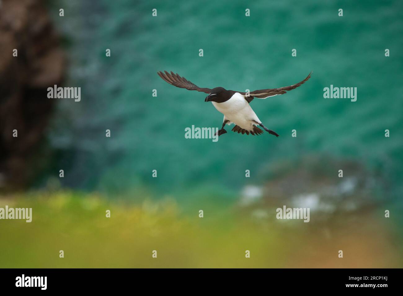 A razorbill in flight coming in from the sea Stock Photo - Alamy