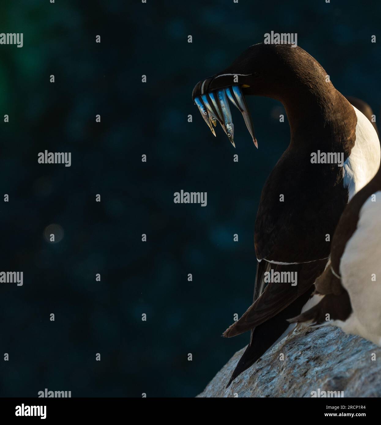 A portrait of a Razorbill with fish in its beak Stock Photo - Alamy