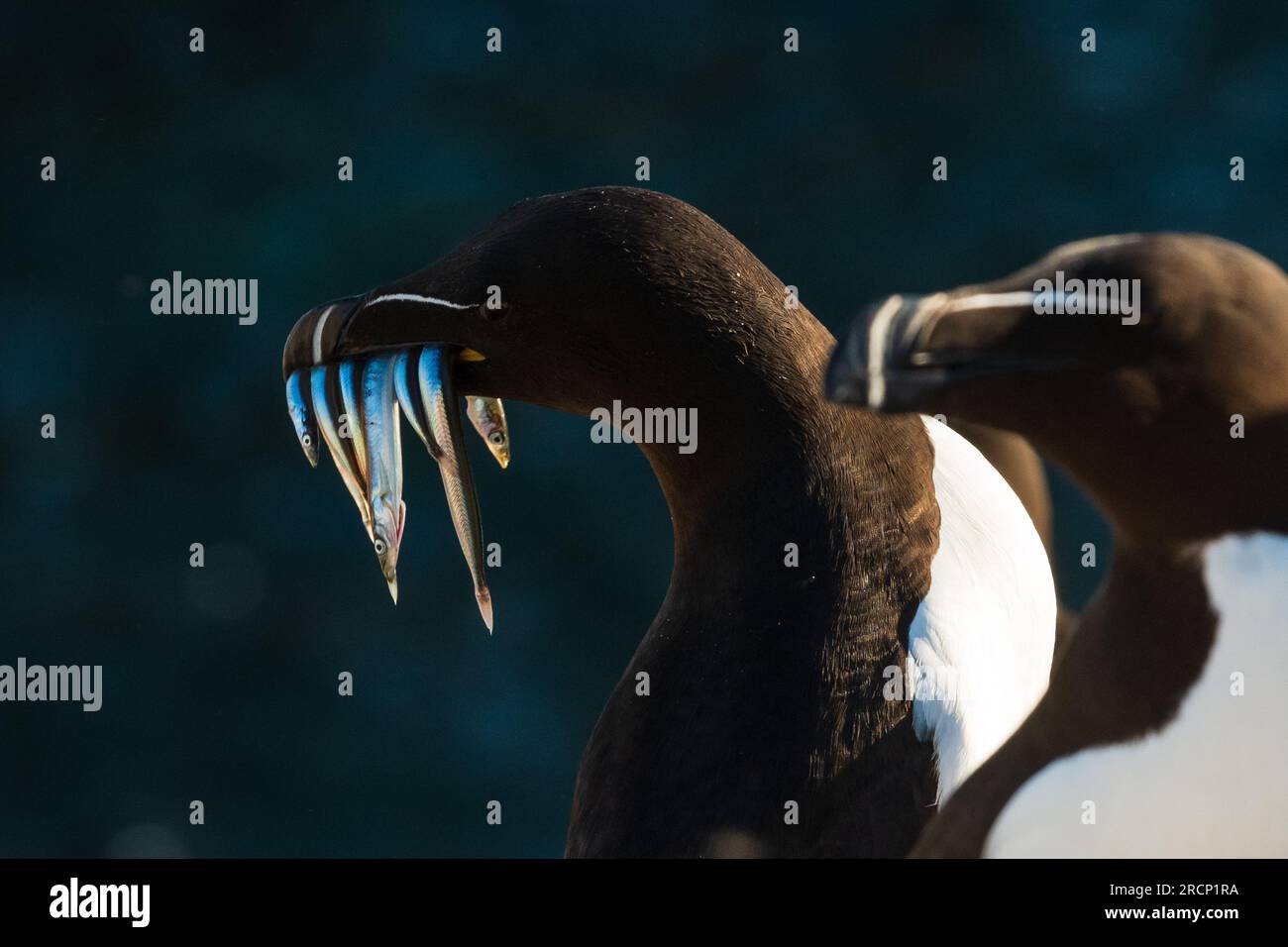 A portrait of a Razorbill with fish in its beak Stock Photo - Alamy