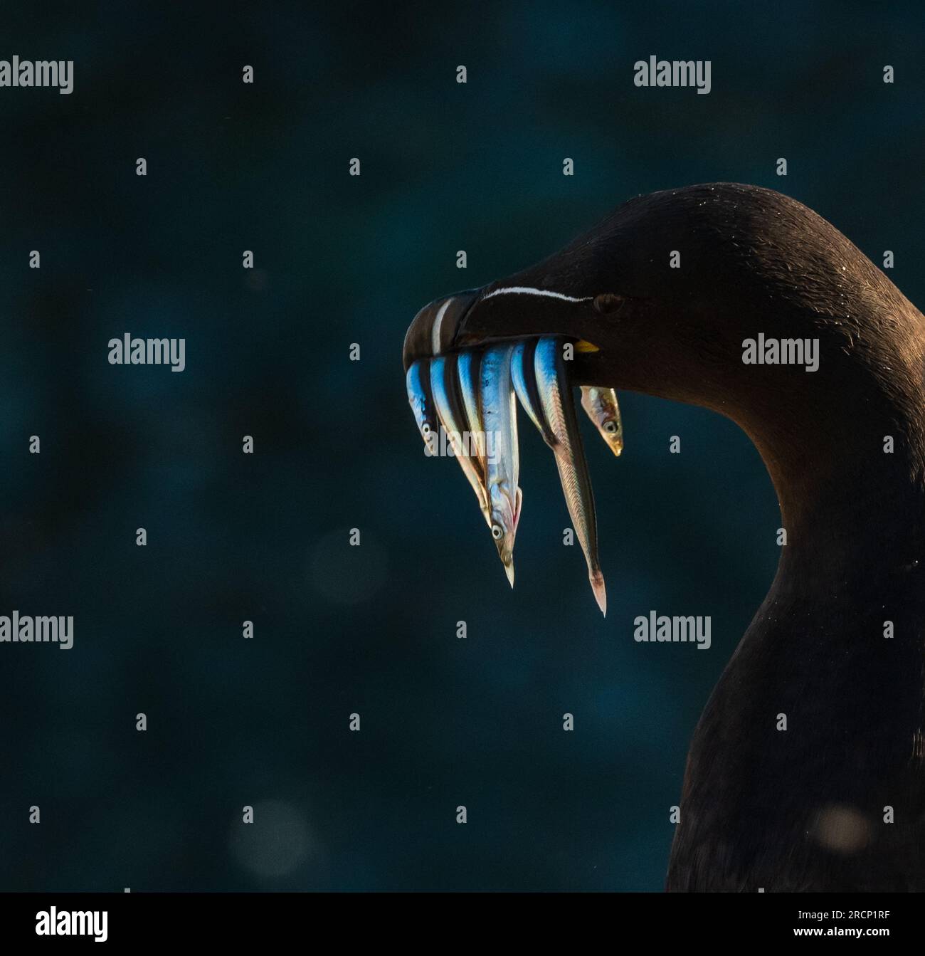 A portrait of a Razorbill with fish in its beak Stock Photo - Alamy
