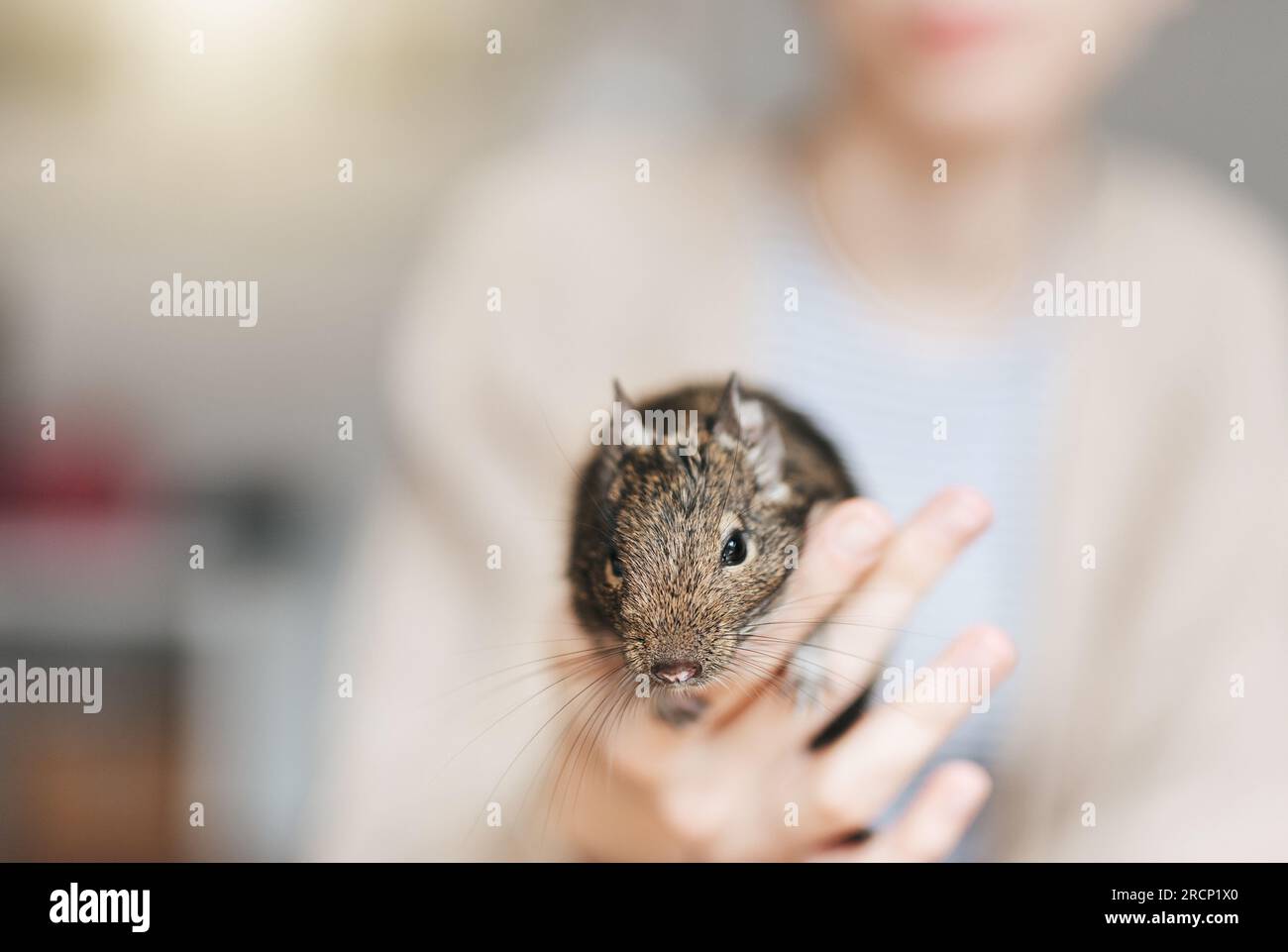 Young girl playing with cute chilean degu squirrel. Cute pet sitting on ...
