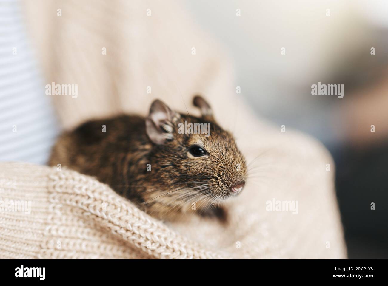 Young girl playing with cute chilean degu squirrel. Cute pet sitting on ...
