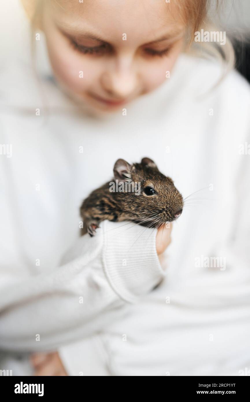Little girl playing with cute chilean degu squirrel. Cute pet sitting ...