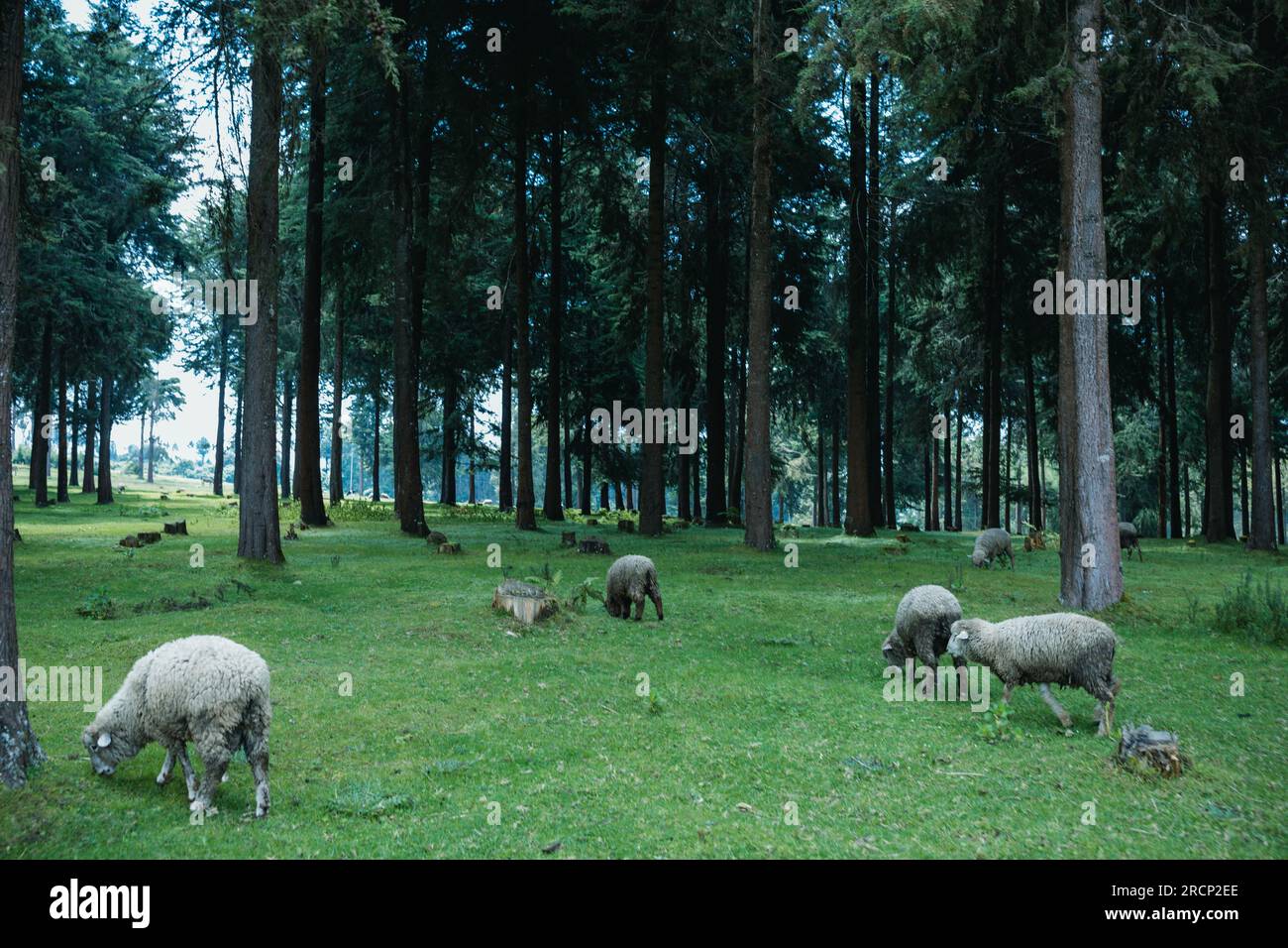 Kinare hi-res stock photography and images - Alamy