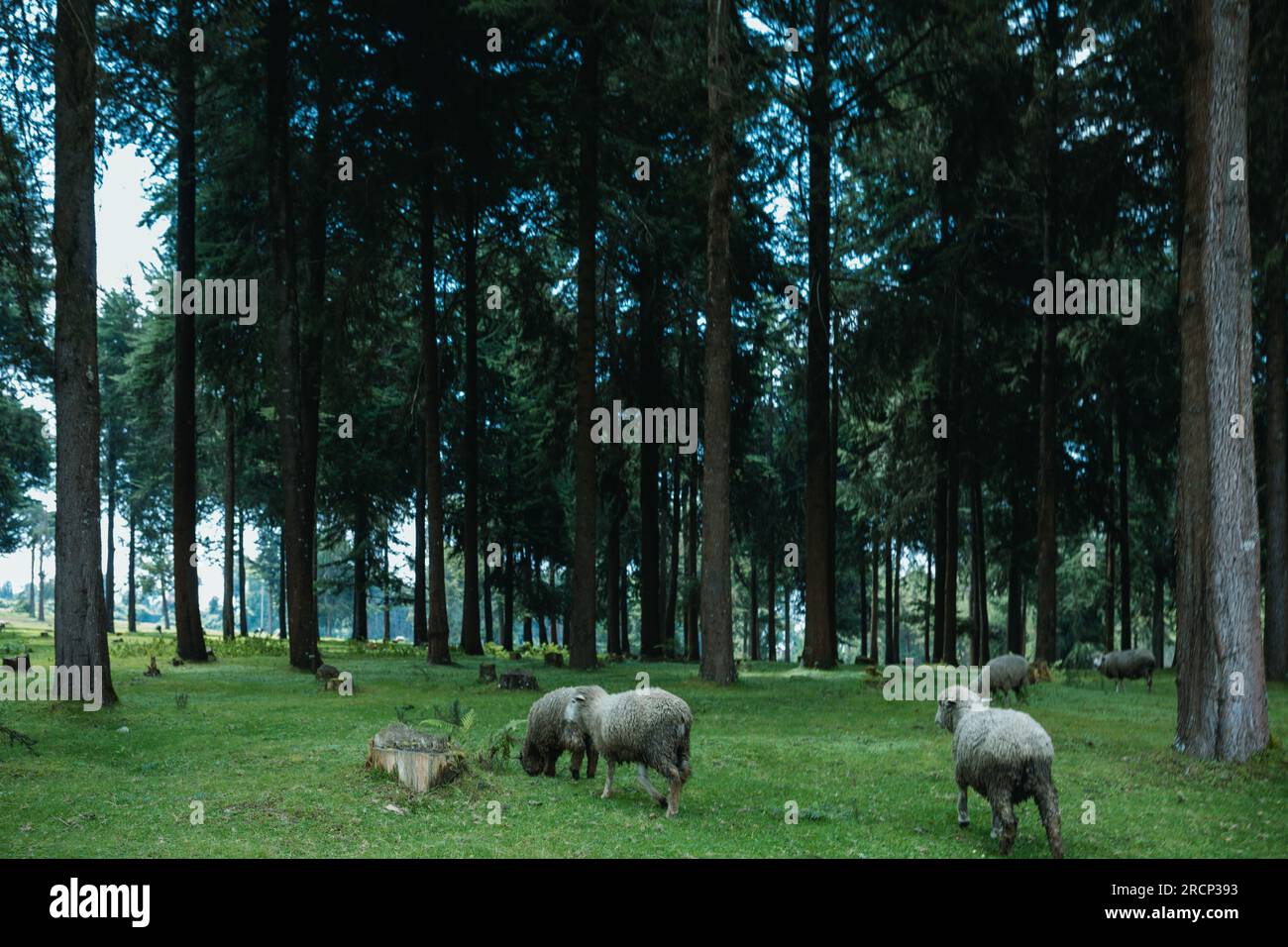 Kinare hi-res stock photography and images - Alamy