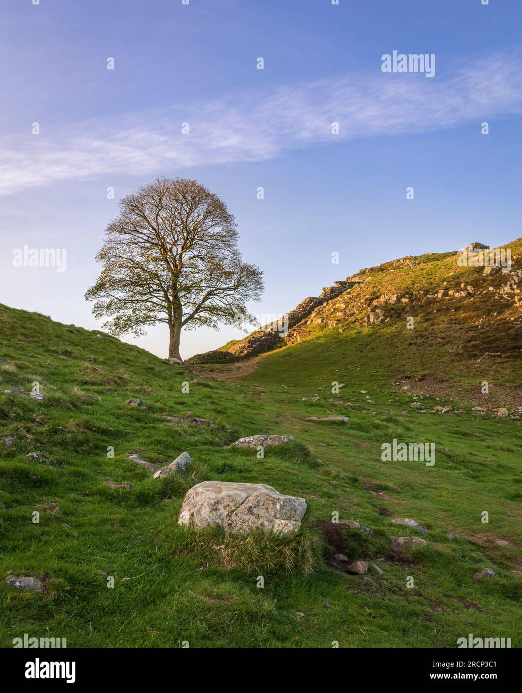 The Sycamore tree at Sycamore gap Hadrian's wall Northumberland north ...