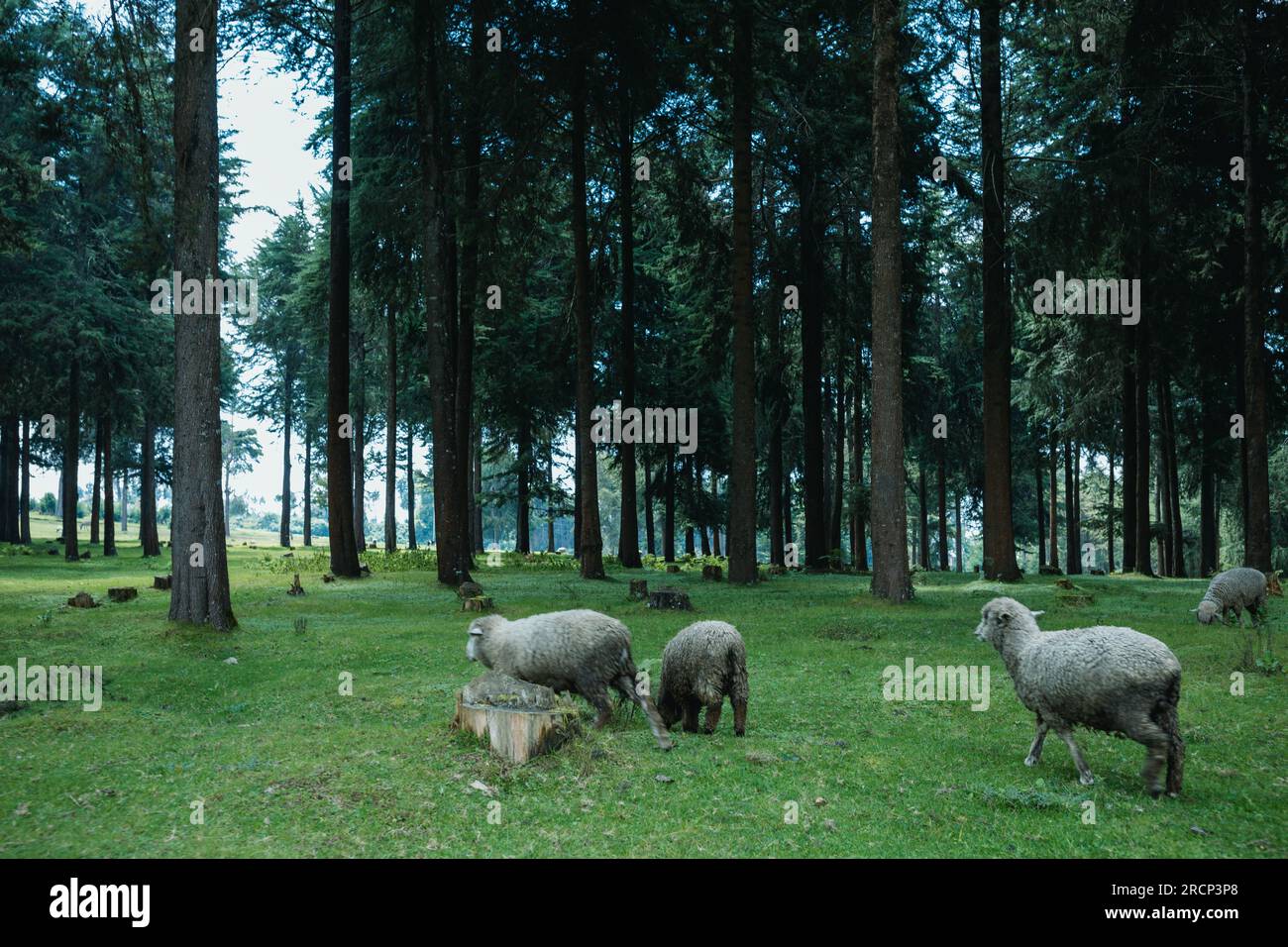 Kinare forest hi-res stock photography and images - Alamy