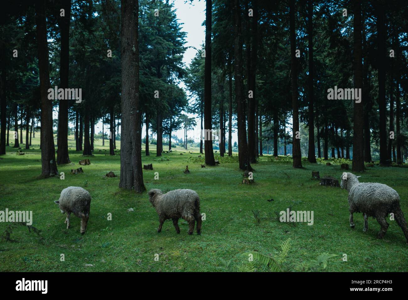 Kinare forest hi-res stock photography and images - Alamy