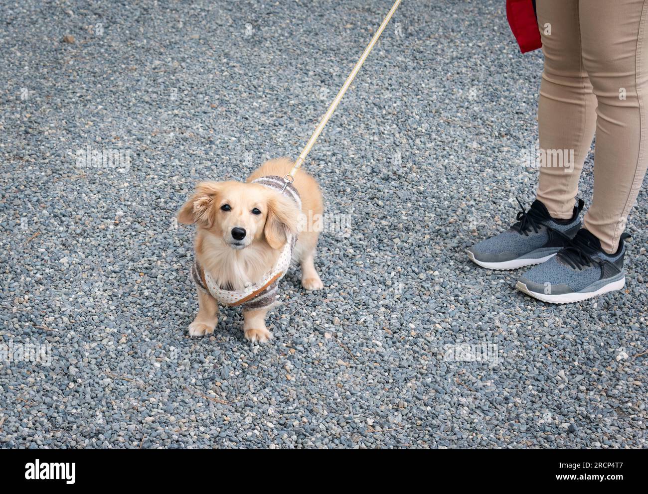 Cute fluffy dog looking up at the camera. Legs of the woman owner ...