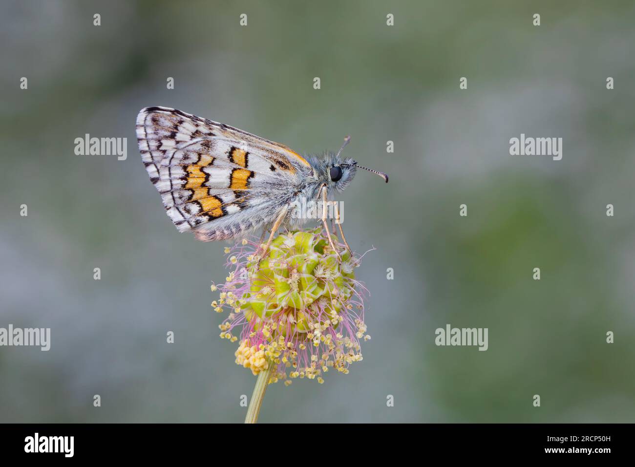 butterfly in yellow colors on dry weed, Yellow-banded Skipper, Pyrgus ...