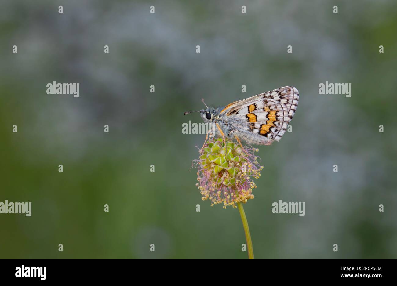 butterfly in yellow colors on dry weed, Yellow-banded Skipper, Pyrgus ...