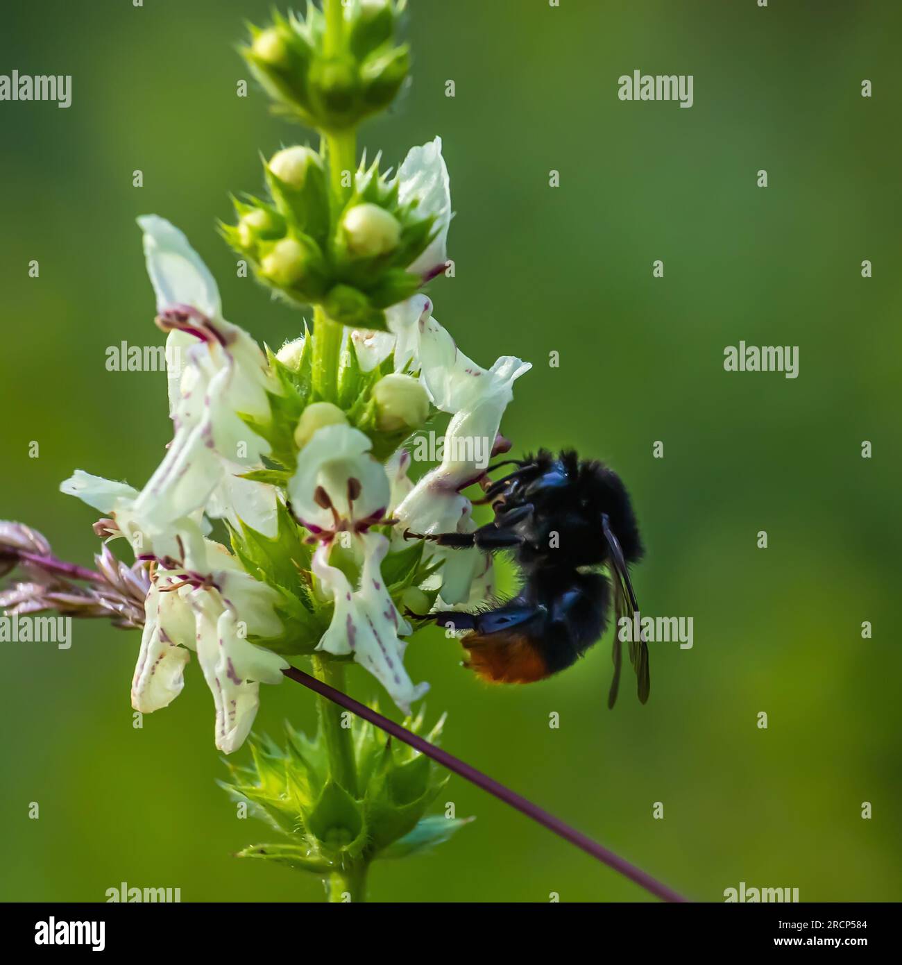 insect in the wild, grass sun, summer day Stock Photo - Alamy
