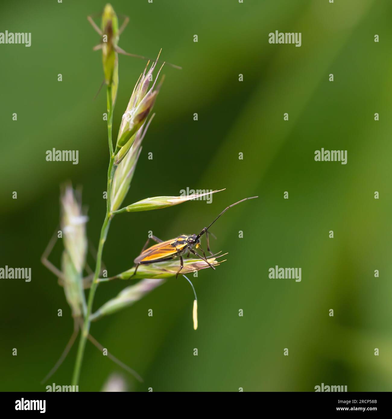 Wilderness insect hi-res stock photography and images - Alamy