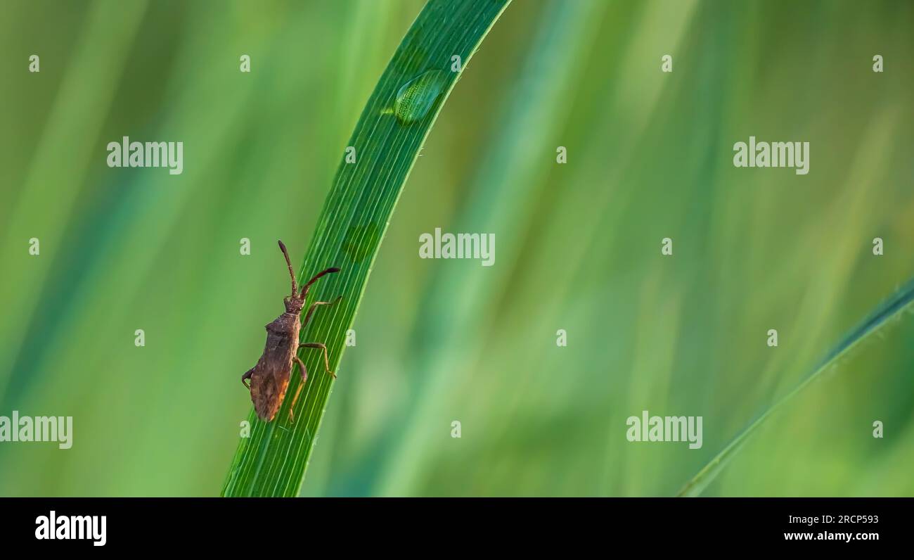 Sunlight insect hi-res stock photography and images - Alamy