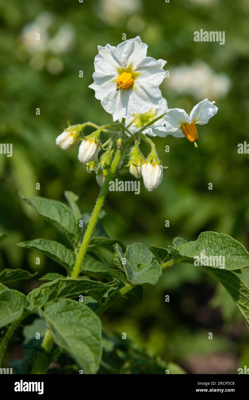 White cultivated potato flower hi-res stock photography and images - Alamy