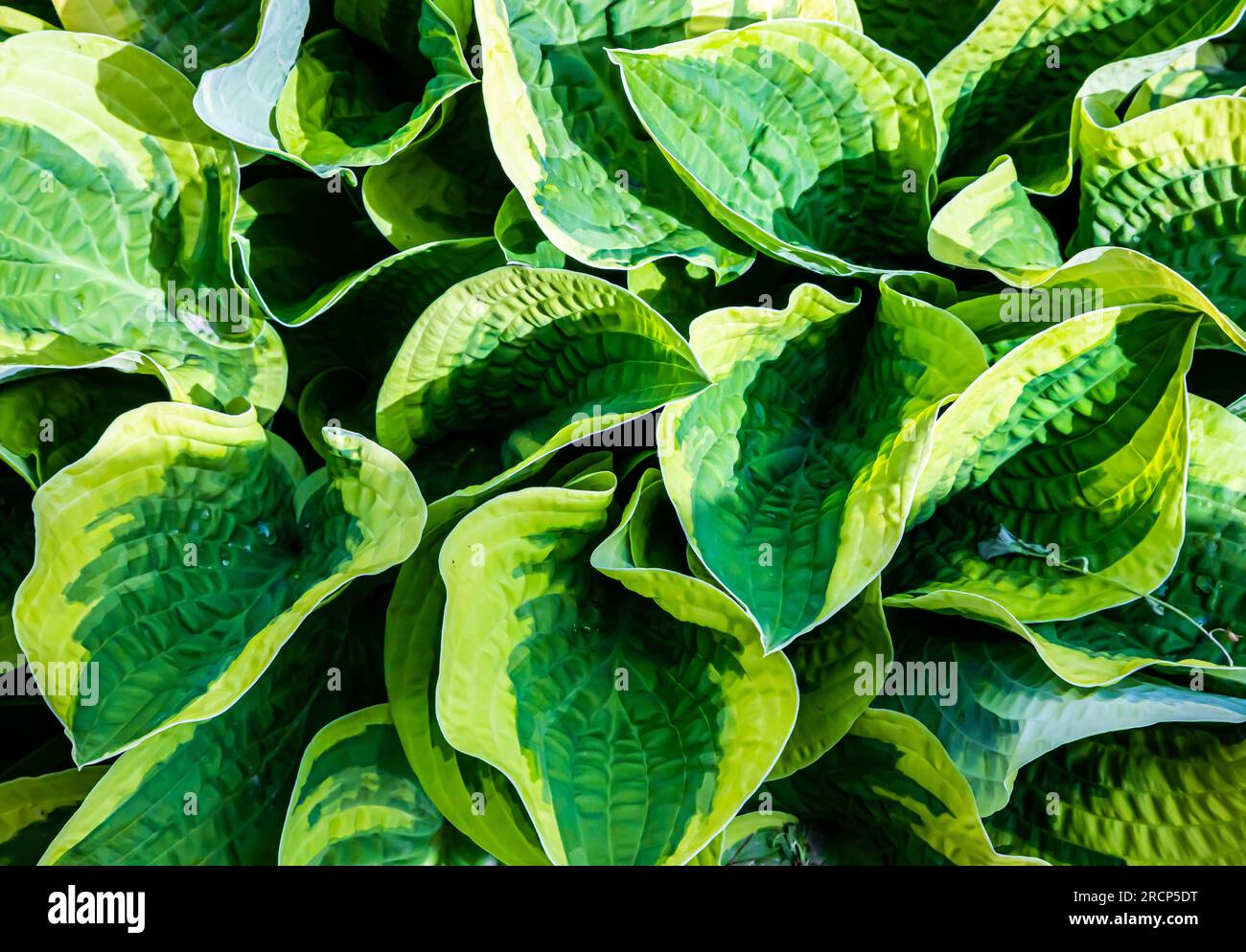 green leaves of plants in the garden. texture Stock Photo - Alamy