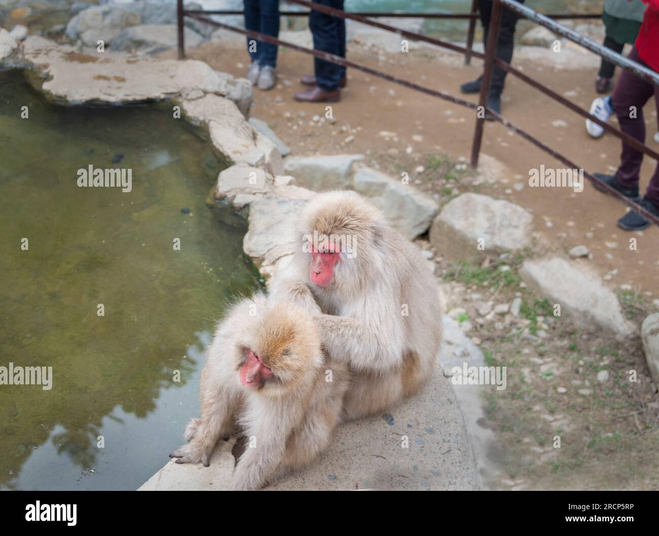 Two Japanese Macaque monkey grooming each other by the hot spring in the Jigokudani (means Hell ...