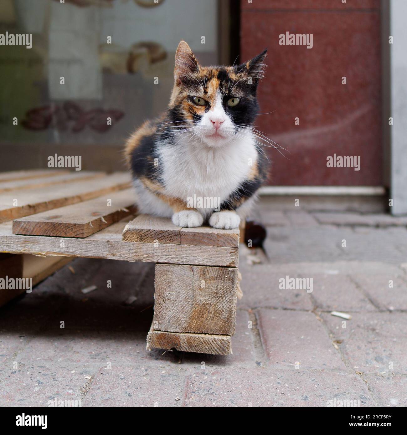 Cat mess hi-res stock photography and images - Alamy