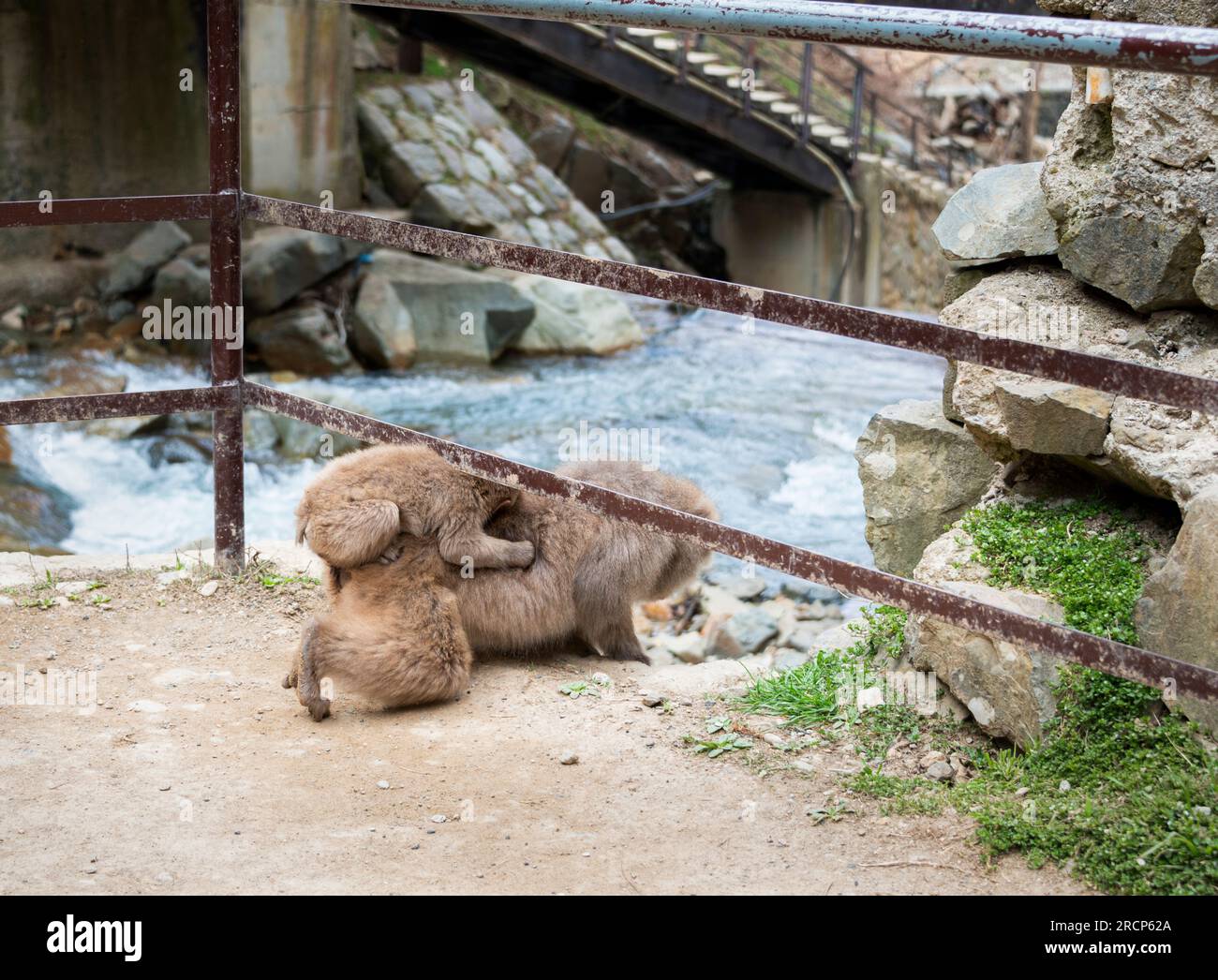 Baby Japanese Macaque monkey riding on mother’s back going under and ...
