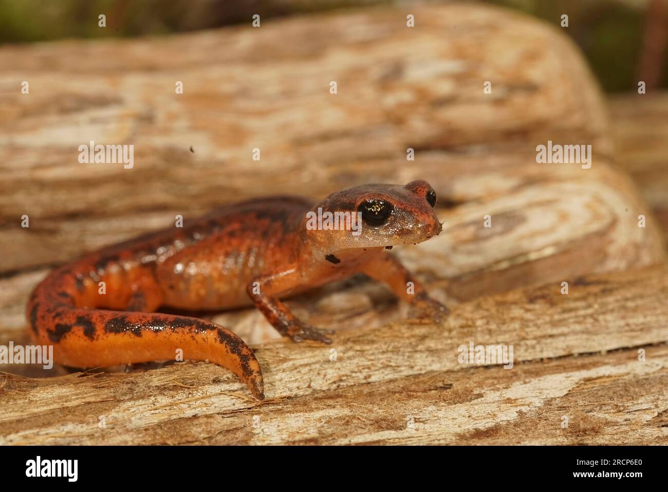 Natural closeup on a colorful red Ensatina eschscholtzii salamander ...