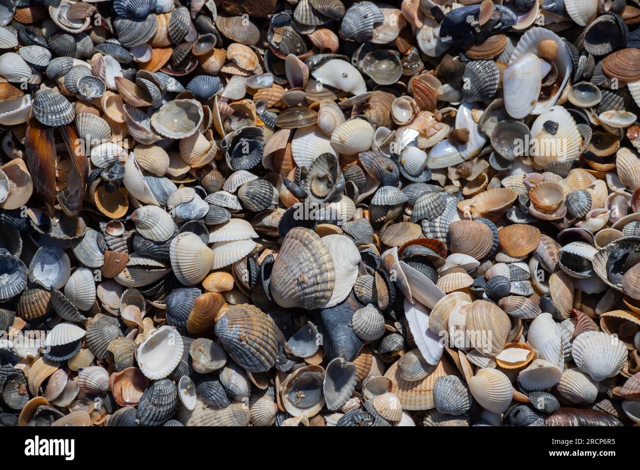 Sea shells on sand. Summer beach background. Top view Stock Photo - Alamy