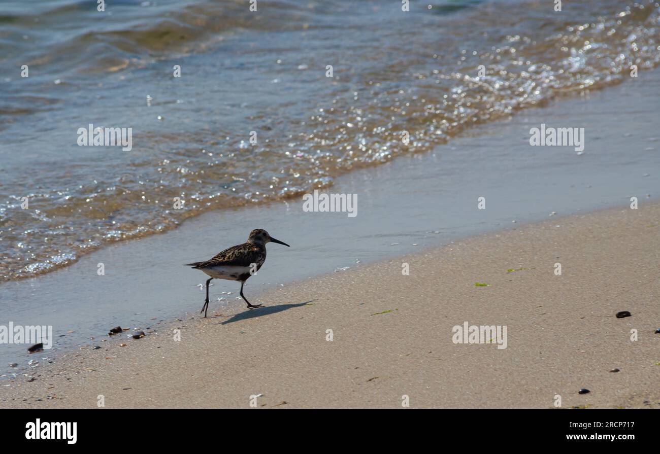 A Dunlin is walking on the beach. Also known as a Red-backed Sandpiper ...