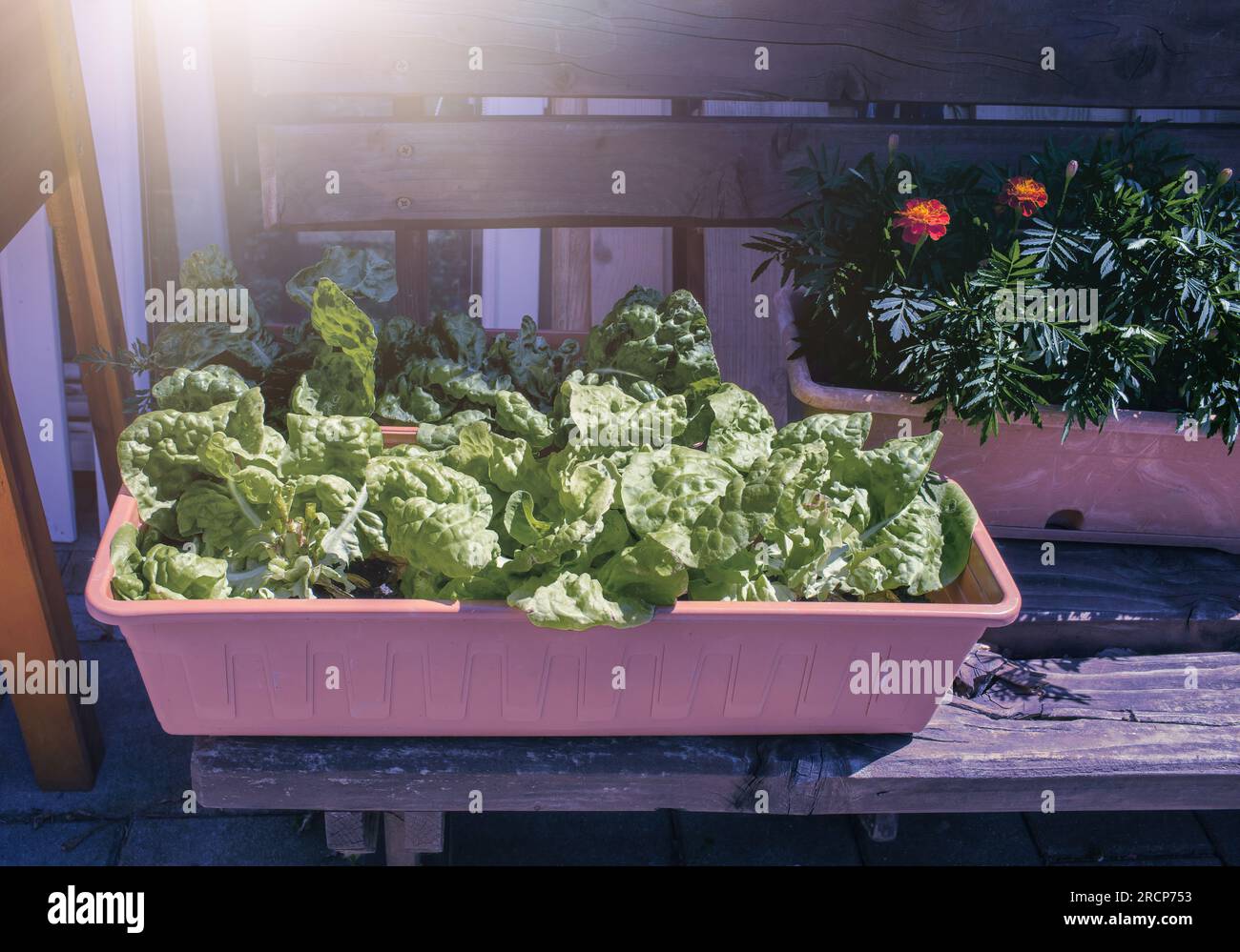 Lettuce growing in container hi-res stock photography and images - Alamy
