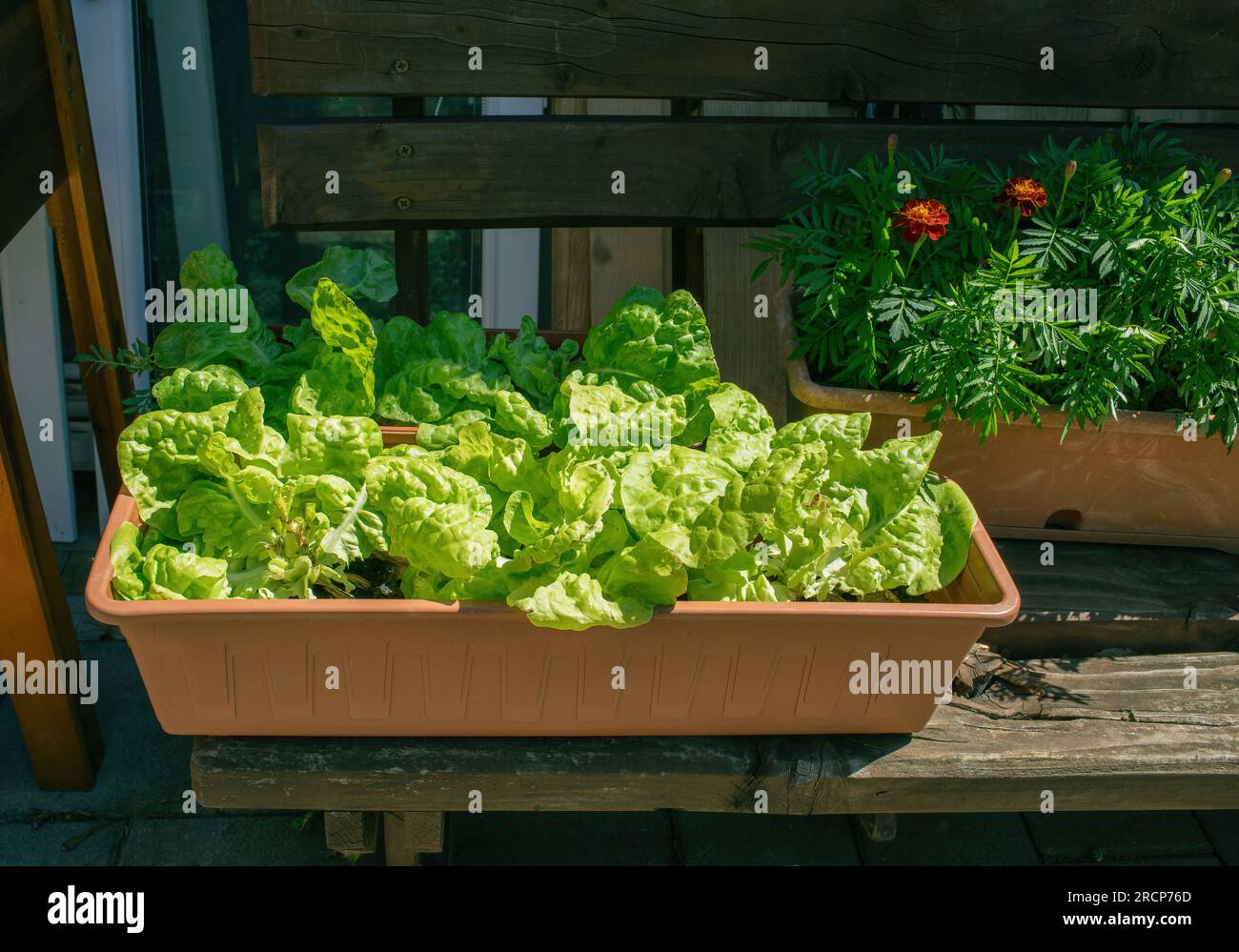Lettuce growing in container hi-res stock photography and images - Alamy