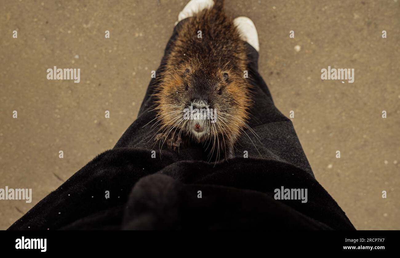 Nutria on female legs. Myocastor coypus, mouse with big teeth. Looking ...
