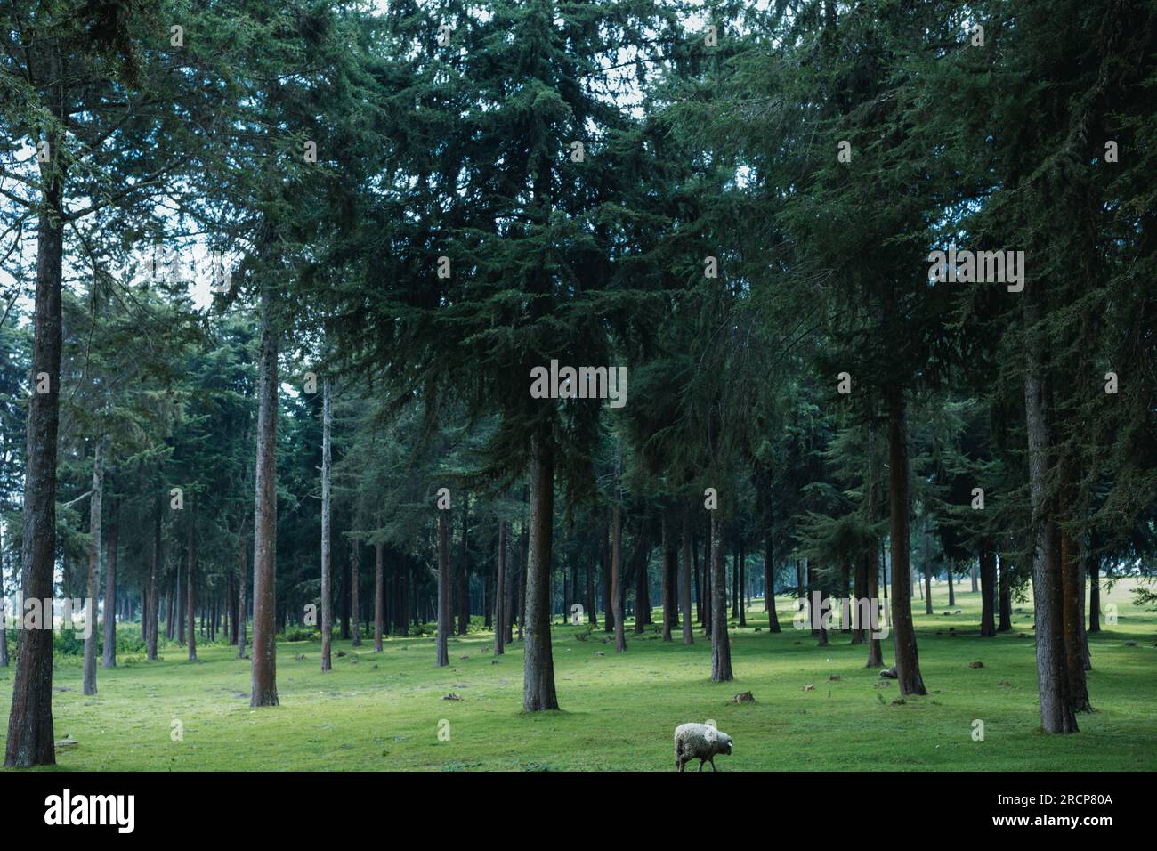 Kinare forest hi-res stock photography and images - Alamy