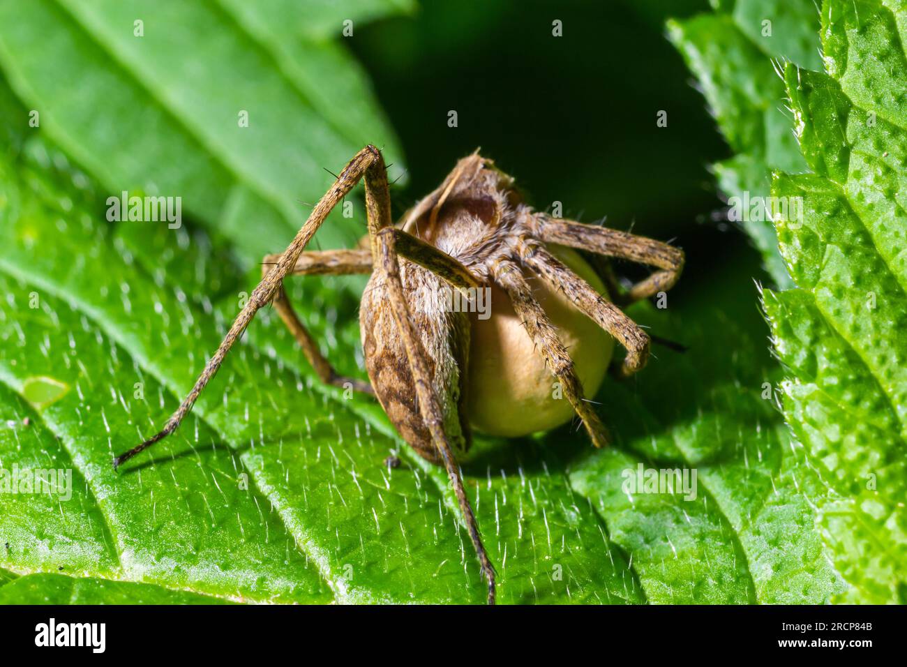 A nursery web spider Pisaura mirabilis seen carrying her egg sac in ...