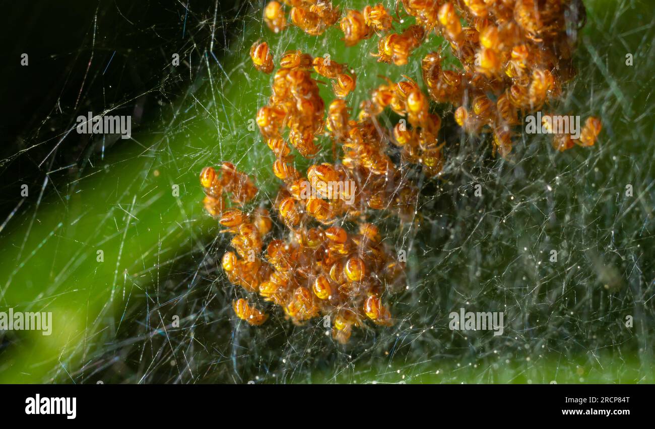 Baby orb weaver spiders, spiderlings, in nest, Yellow and black, macro ...