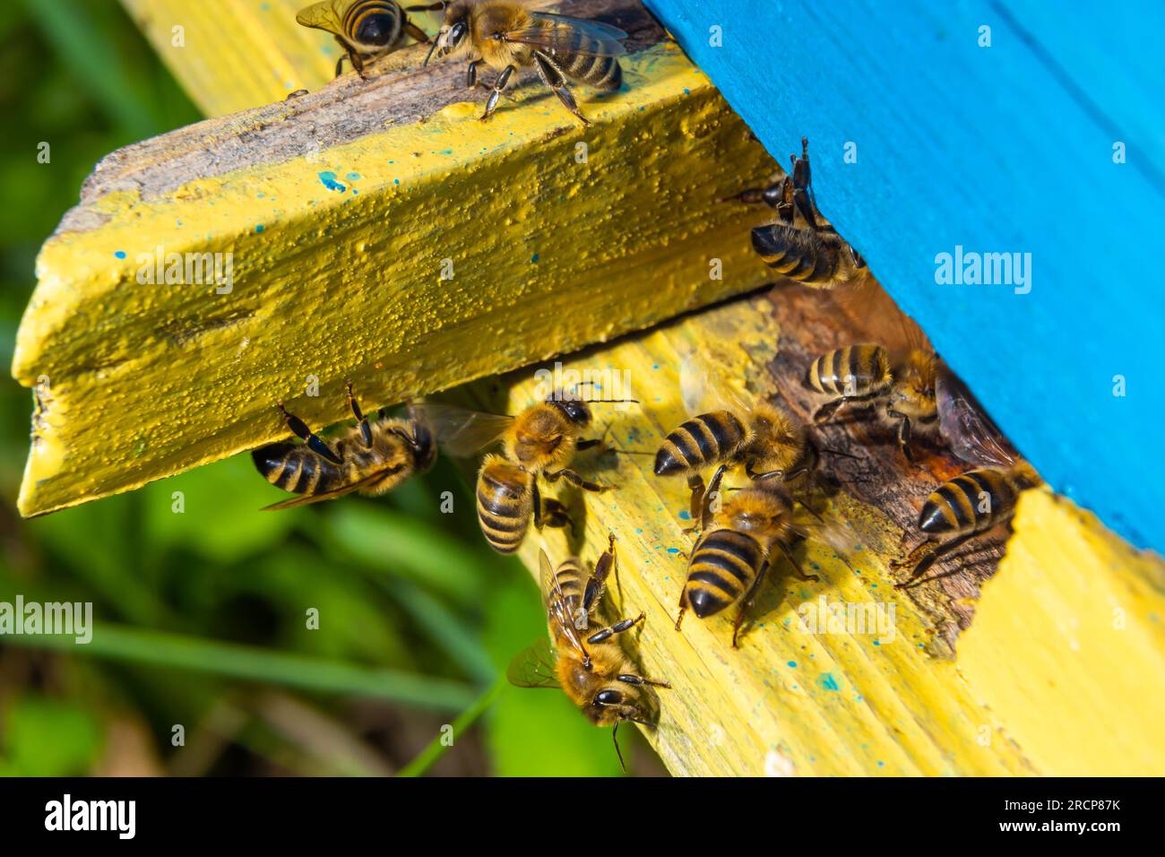 swarm of honey bees flying around beehive. Bees returning from ...
