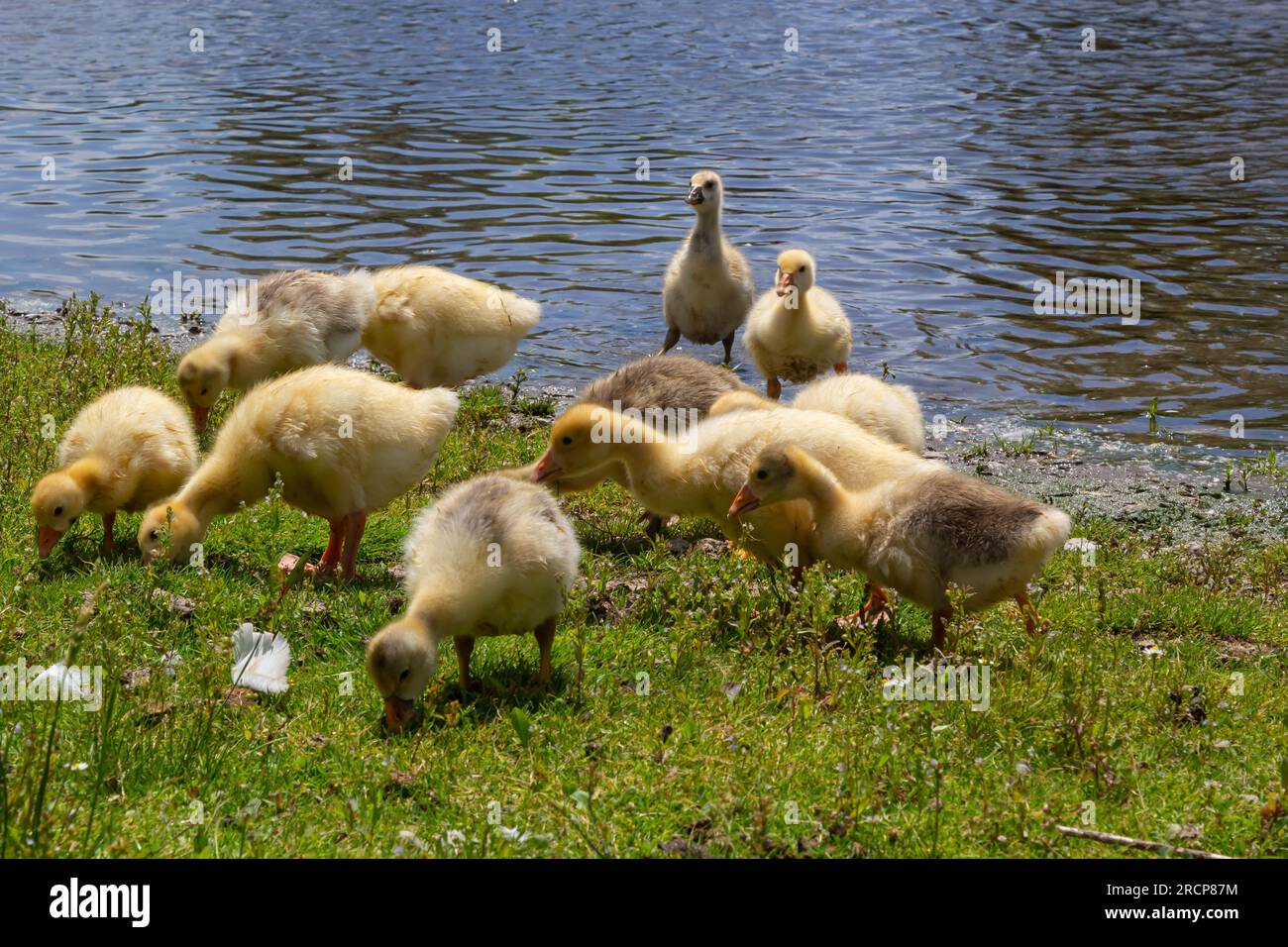 Egyptian goose family in the wild. The female, male and goslings of the ...