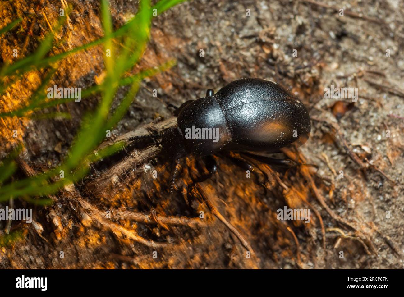 Bloody Nosed Beetle, Blood Spewer Beetle, Blood Spewing Beetle ...