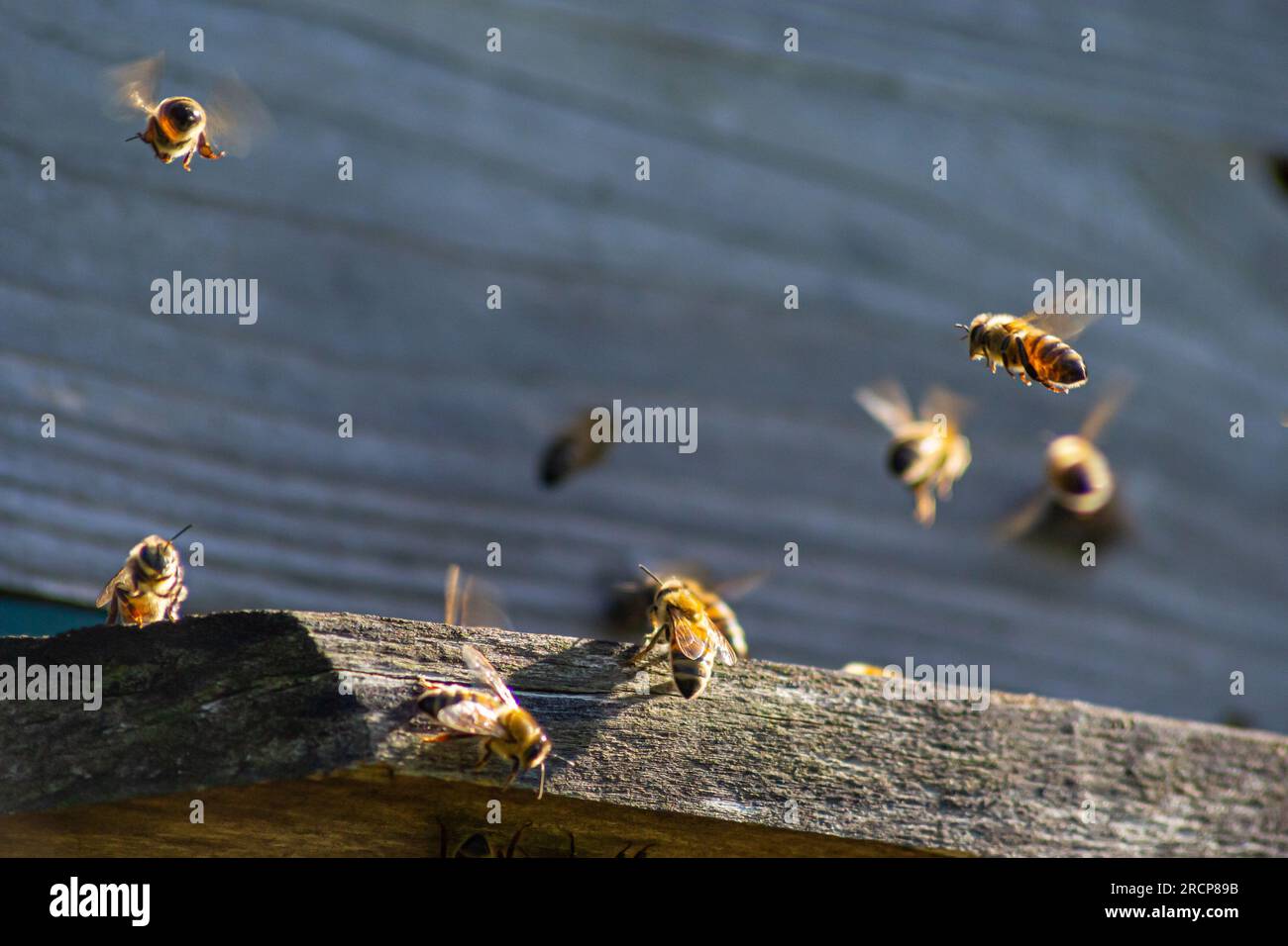 swarm of honey bees flying around beehive. Bees returning from ...