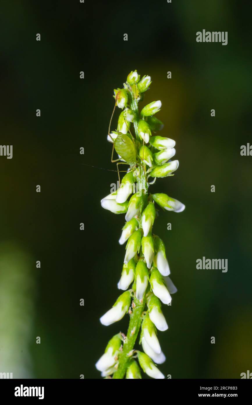 Melon insect hi-res stock photography and images - Alamy