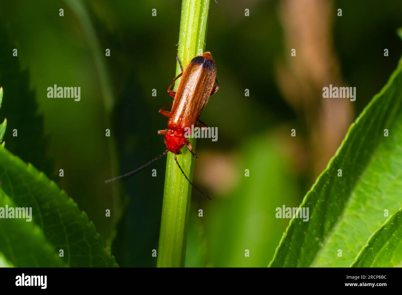 Red common soldier beetle hi-res stock photography and images - Alamy