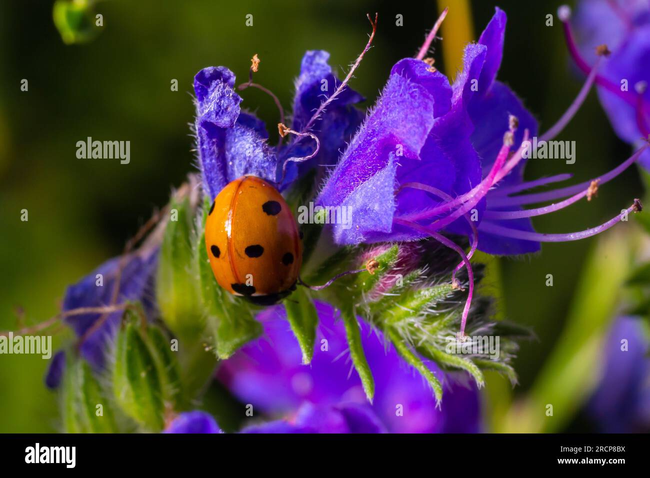 Ladybug sitting on the blue flower. Coccinella septempunctata. seven ...