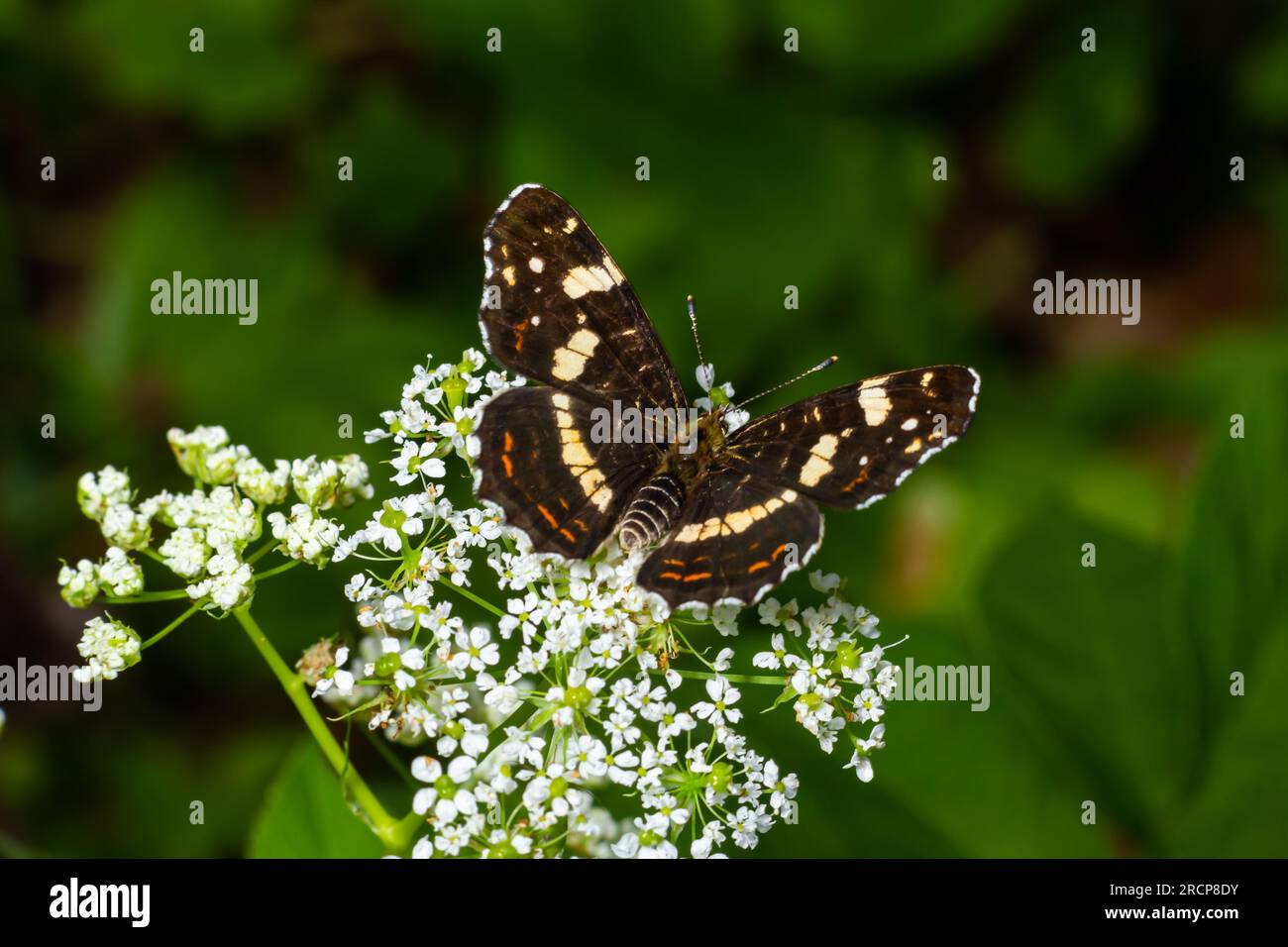 Top view close-up on the wings of the Map butterfly, araschnia levana ...