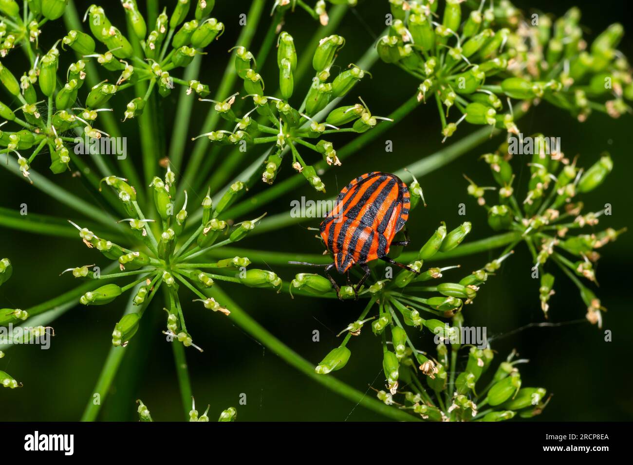 European Minstrel Bug or Italian Striped shield bug, Graphosoma ...