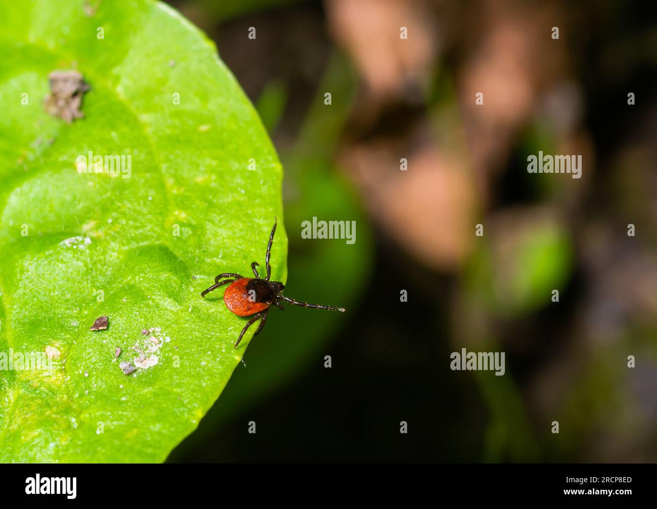 A dangerous parasite and infection carrier mite sitting on a green leaf ...